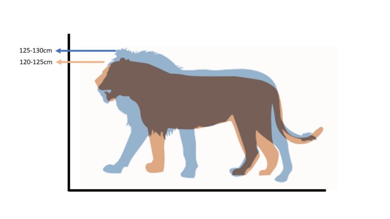 Tiger vs Lejon - vem vinner egentligen?