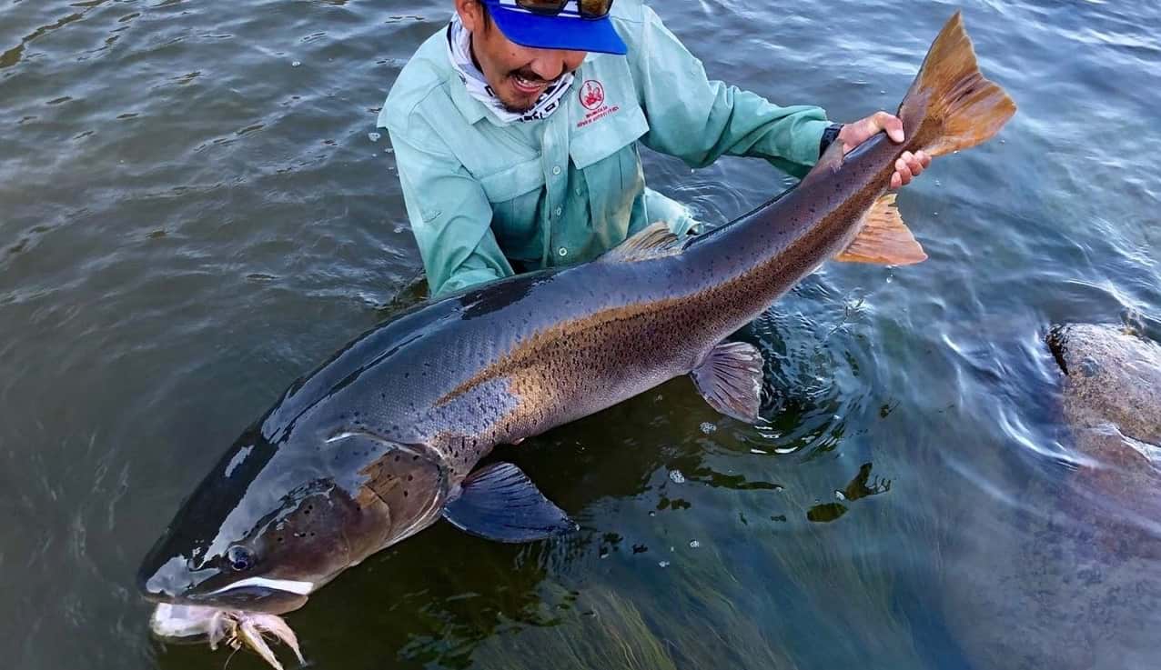 Världens största sötvattensfisk: 10 monster som trivs i sjöar