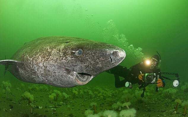 Sveriges största fisk: 15 bjässar i våra sjöar och hav