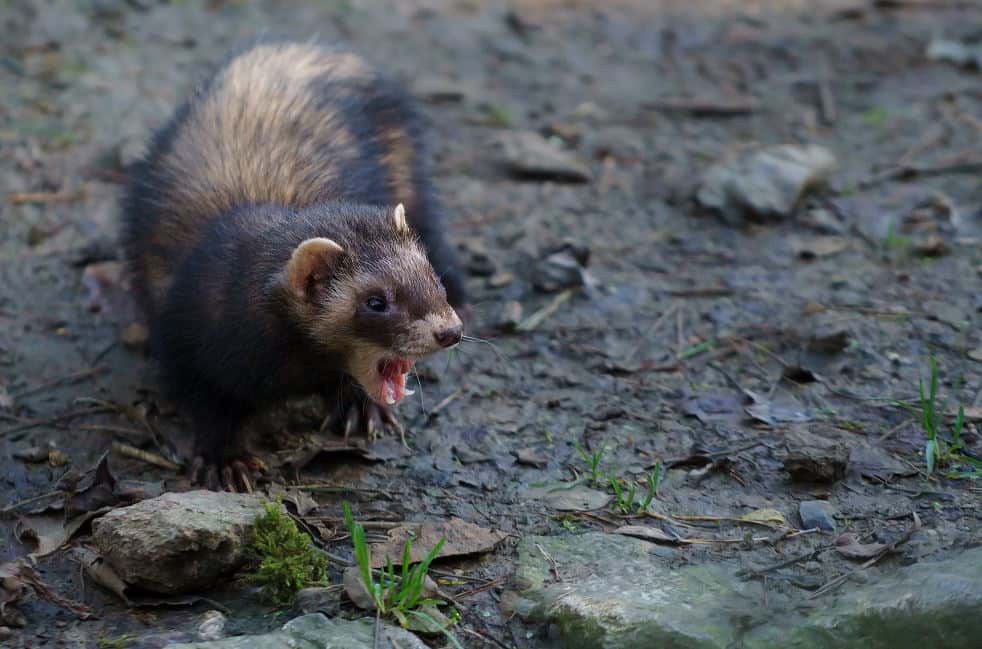 Sveriges 8 största mårddjur - Har du koll på vilka det är?
