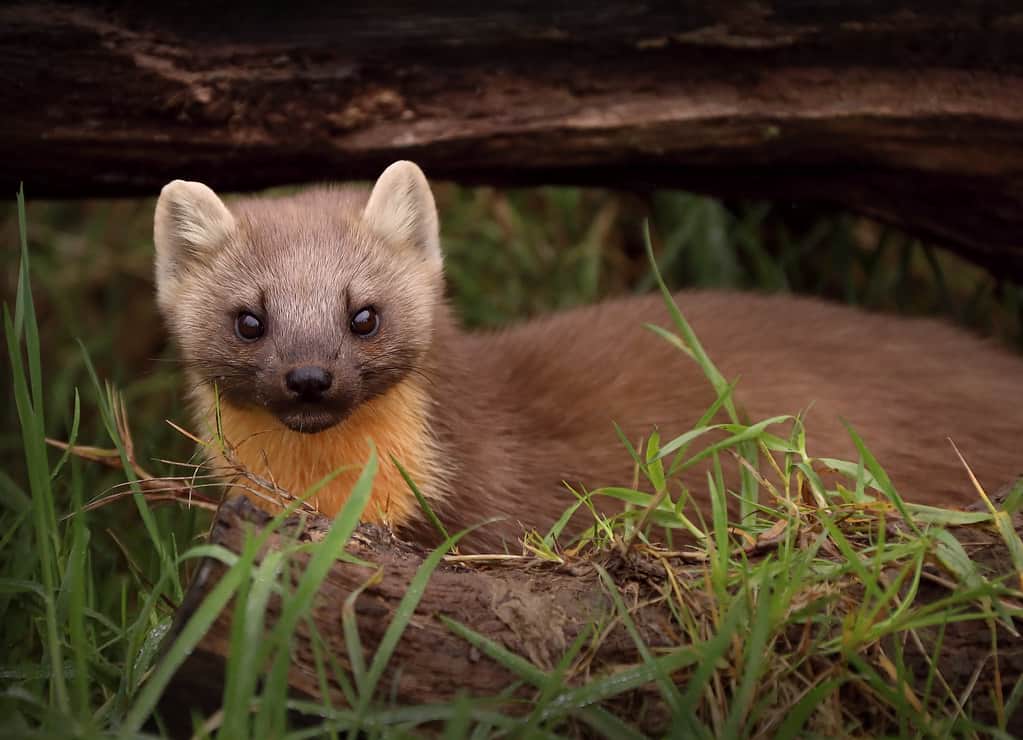 Sveriges 8 största mårddjur - Har du koll på vilka det är?