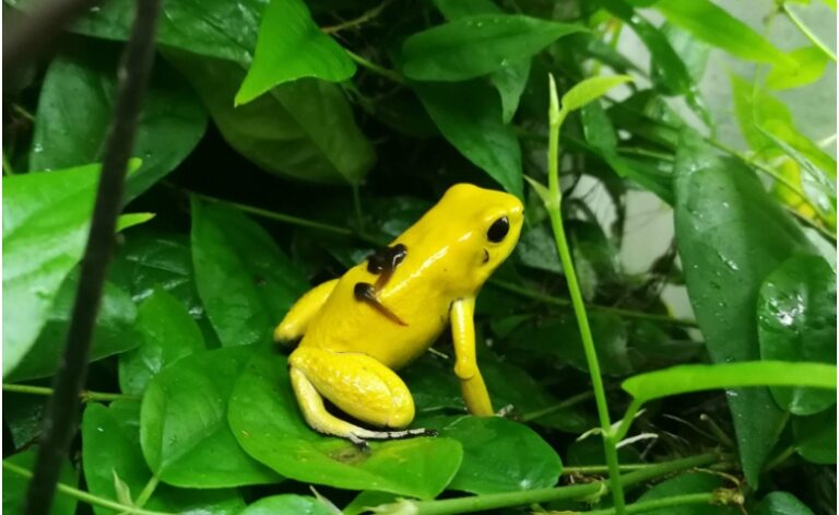 Världen giftigaste groda - Lurvigt