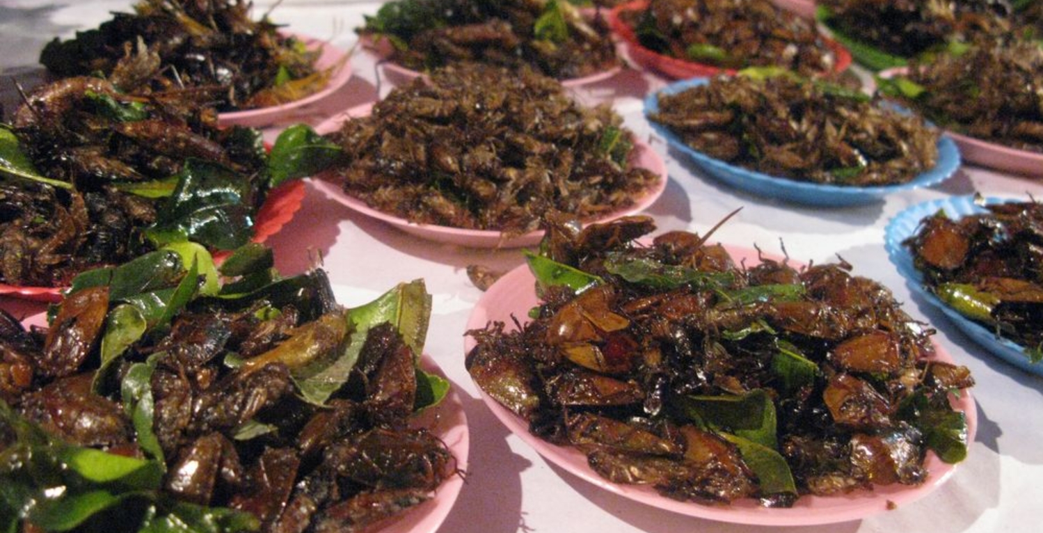 Att äta insekter - Lurvigt Insekter framtidens mat