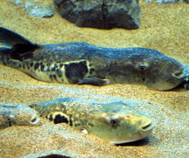 Giftiga och påstått giftiga fiskar - Lurvigt