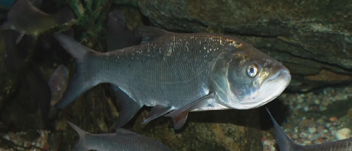 Asp (fisk) - Lurvigt