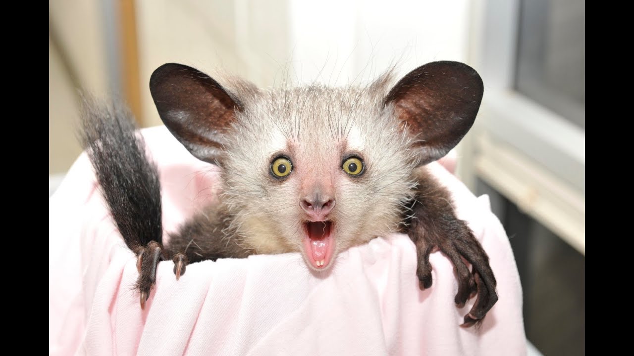 Världens FULASTE djur Topp 7 lista - Lurvigt