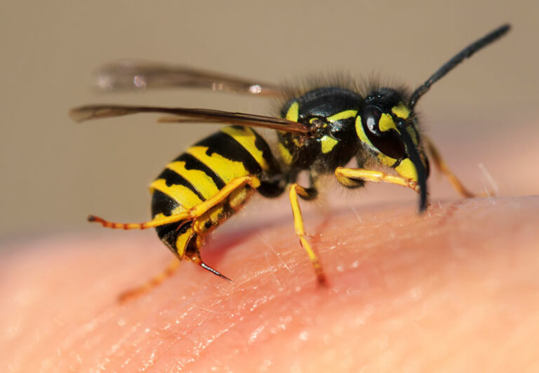 Världens farligaste insekter - Topp 5 - Lurvigt