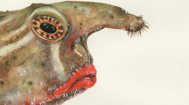 Världens FULASTE djur Topp 7 lista - Lurvigt