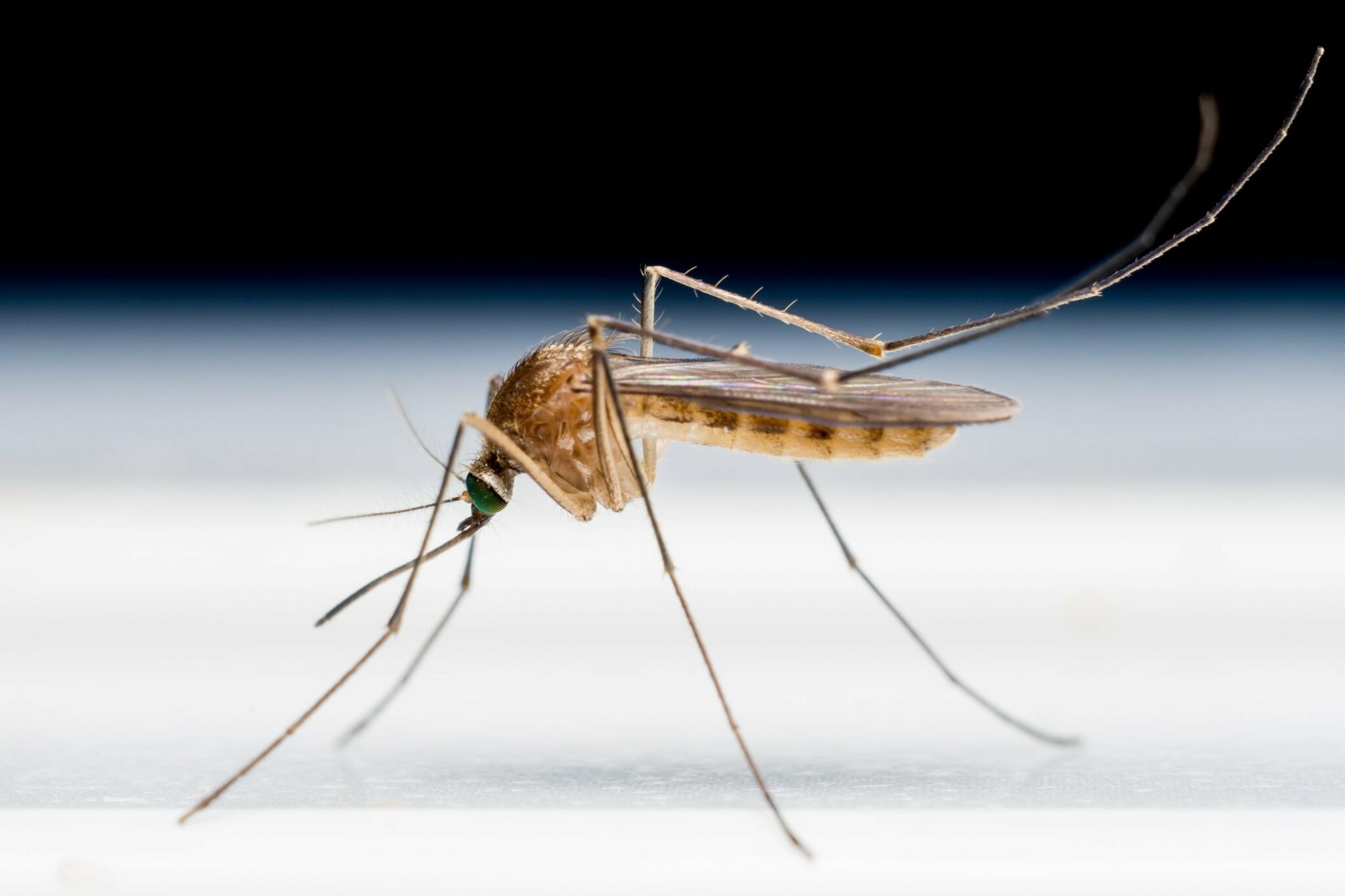 Världens farligaste insekter - Topp 5 - Lurvigt