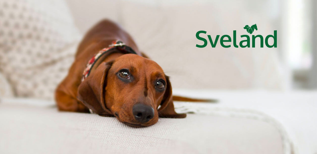 Sveland djurförsäkring omdöme - Lurvigt