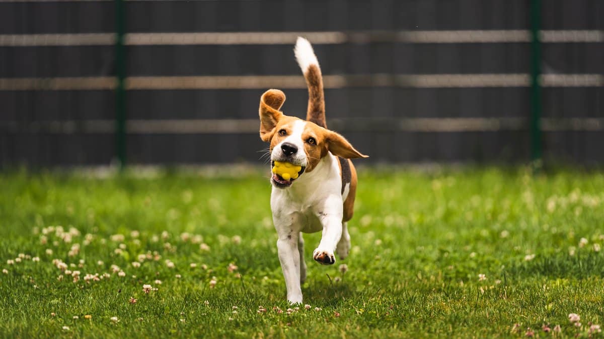 Bollkastare hund Bäst i Test - Lurvigt