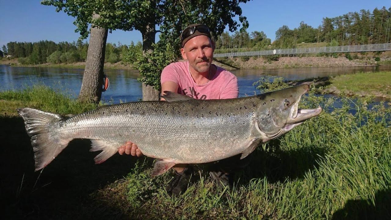 Sveriges största fisk: 15 bjässar i våra sjöar och hav
