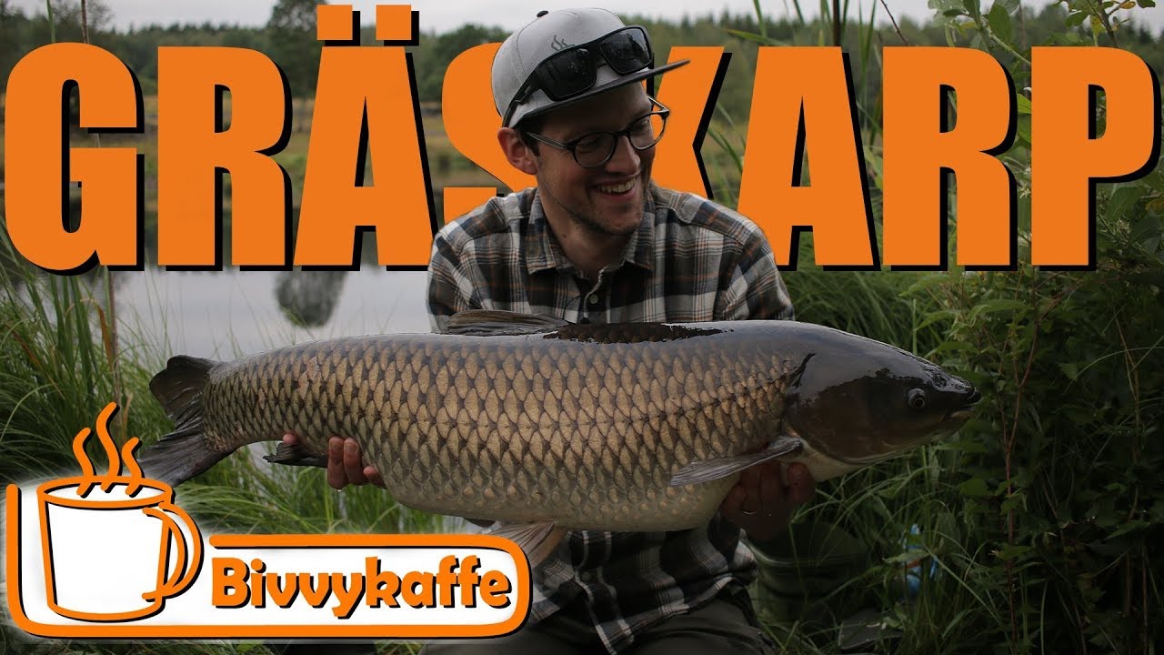 Sveriges största fisk: 15 bjässar i våra sjöar och hav