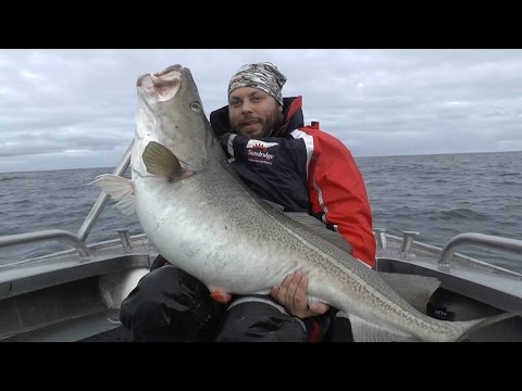 Sveriges största fisk: 15 bjässar i våra sjöar och hav