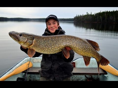 Sveriges största fisk: 15 bjässar i våra sjöar och hav