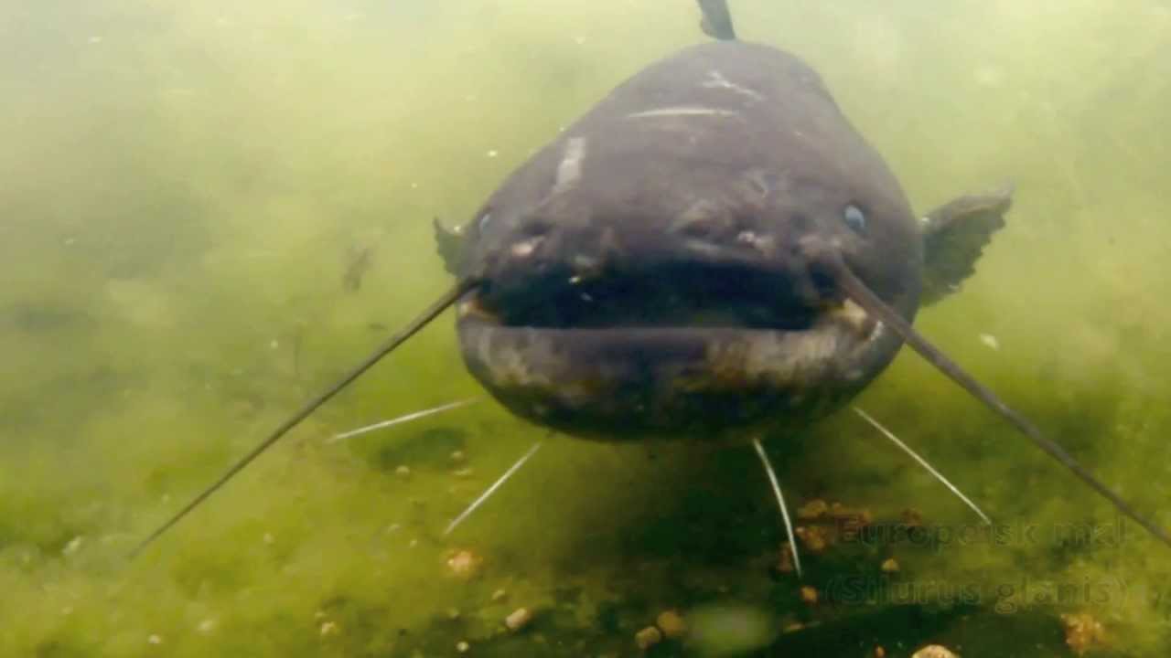 Sveriges största fisk: 15 bjässar i våra sjöar och hav